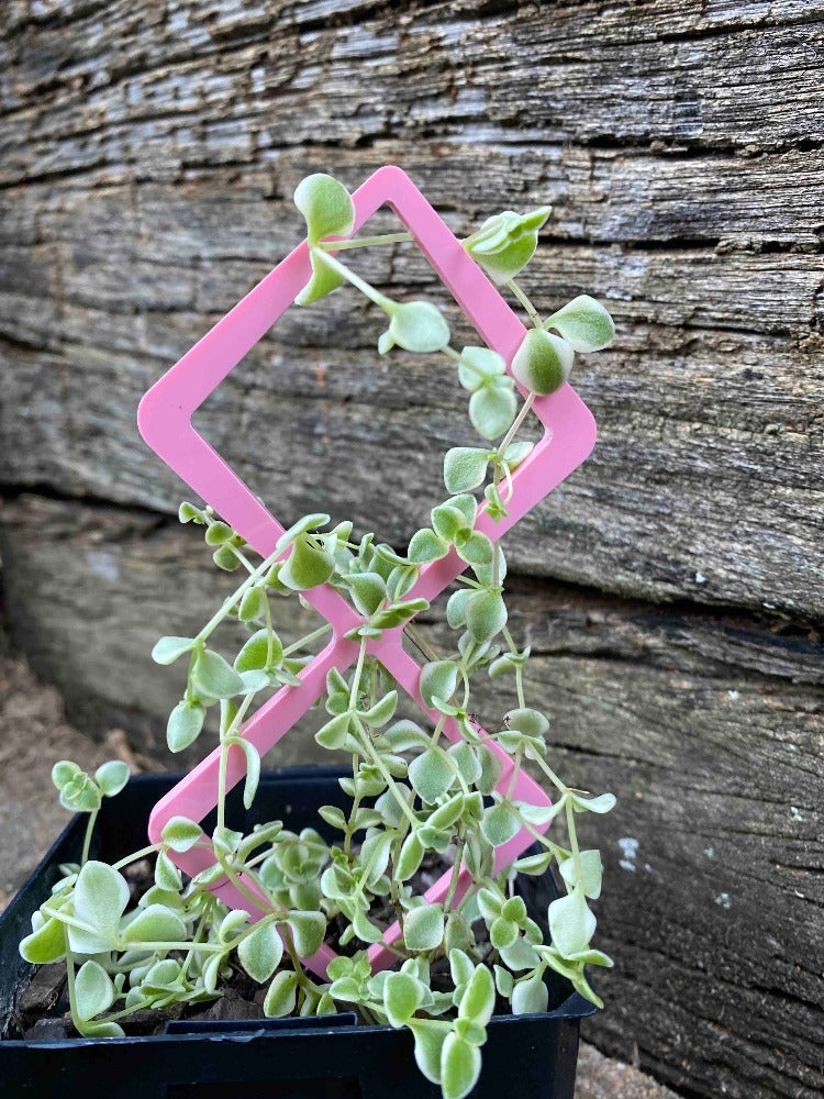 Acrylic Plant Trellis - Small – Minting Memories